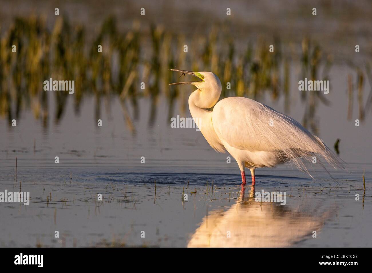 France, Somme (80), Baie de Somme, Marais du Crotoy, Le Crotoy, Great ...