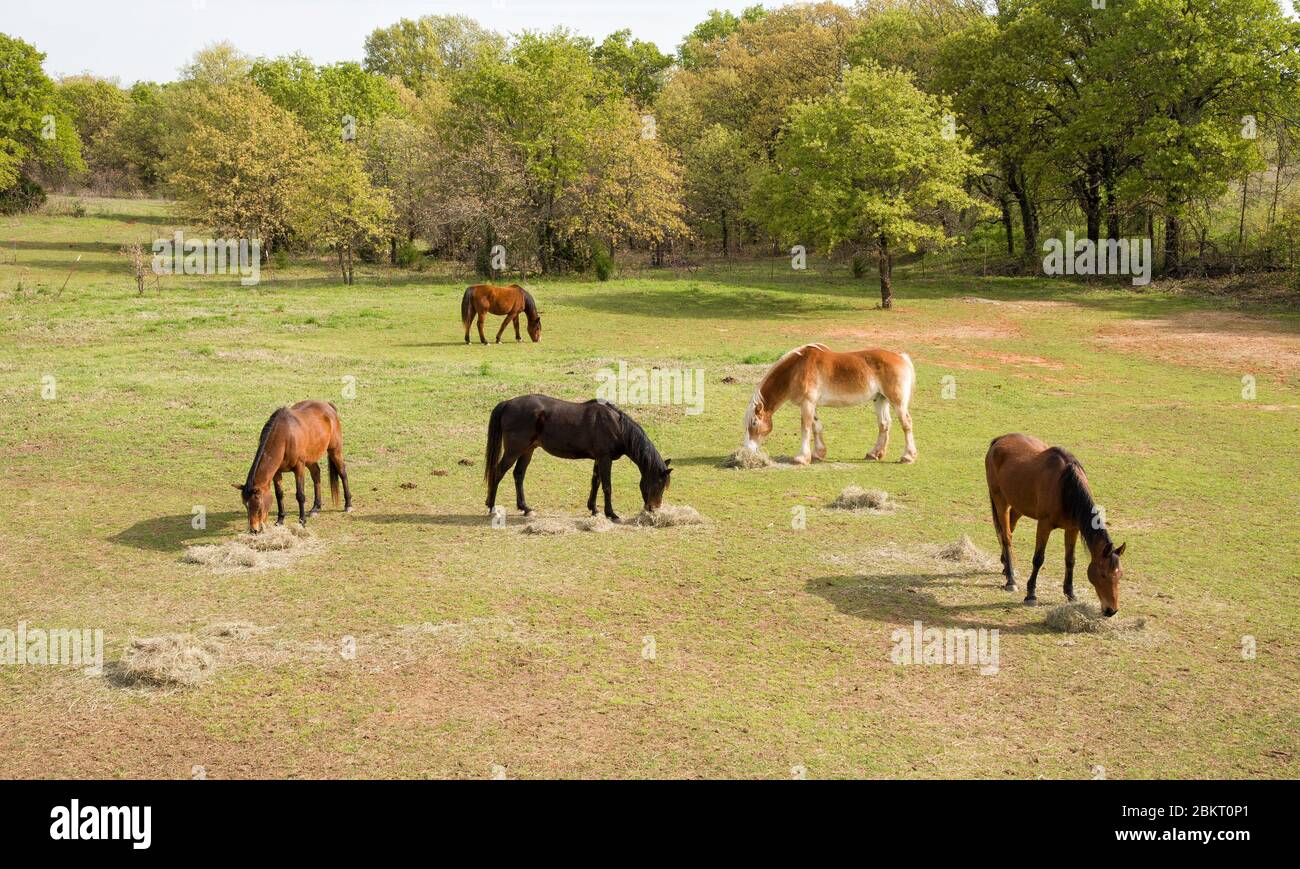 Aerial view of five horses eating their morning hay in spring pasture ...