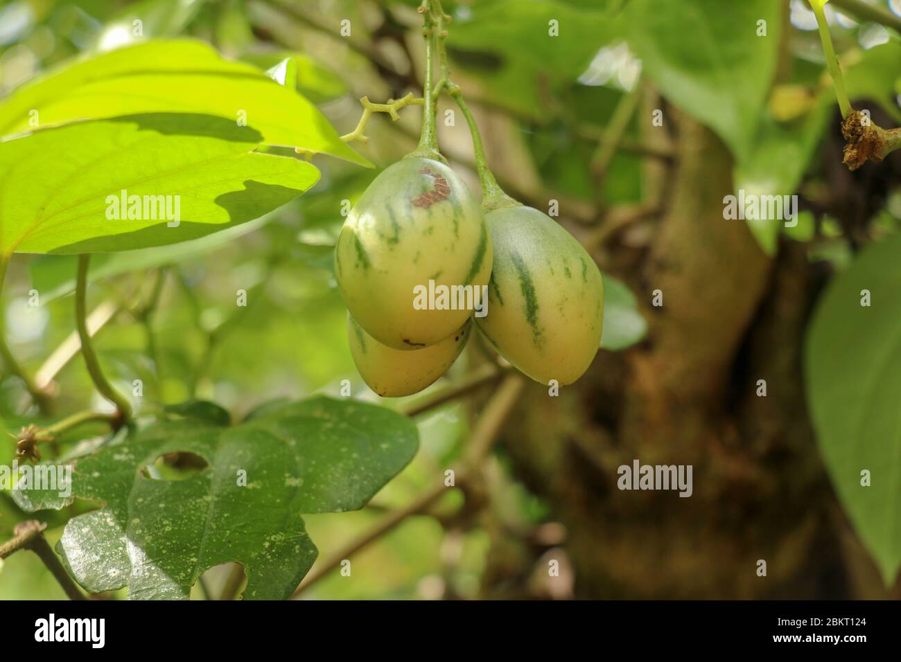 Tree tomato cyphomandra betacea hi-res stock photography and images - Alamy