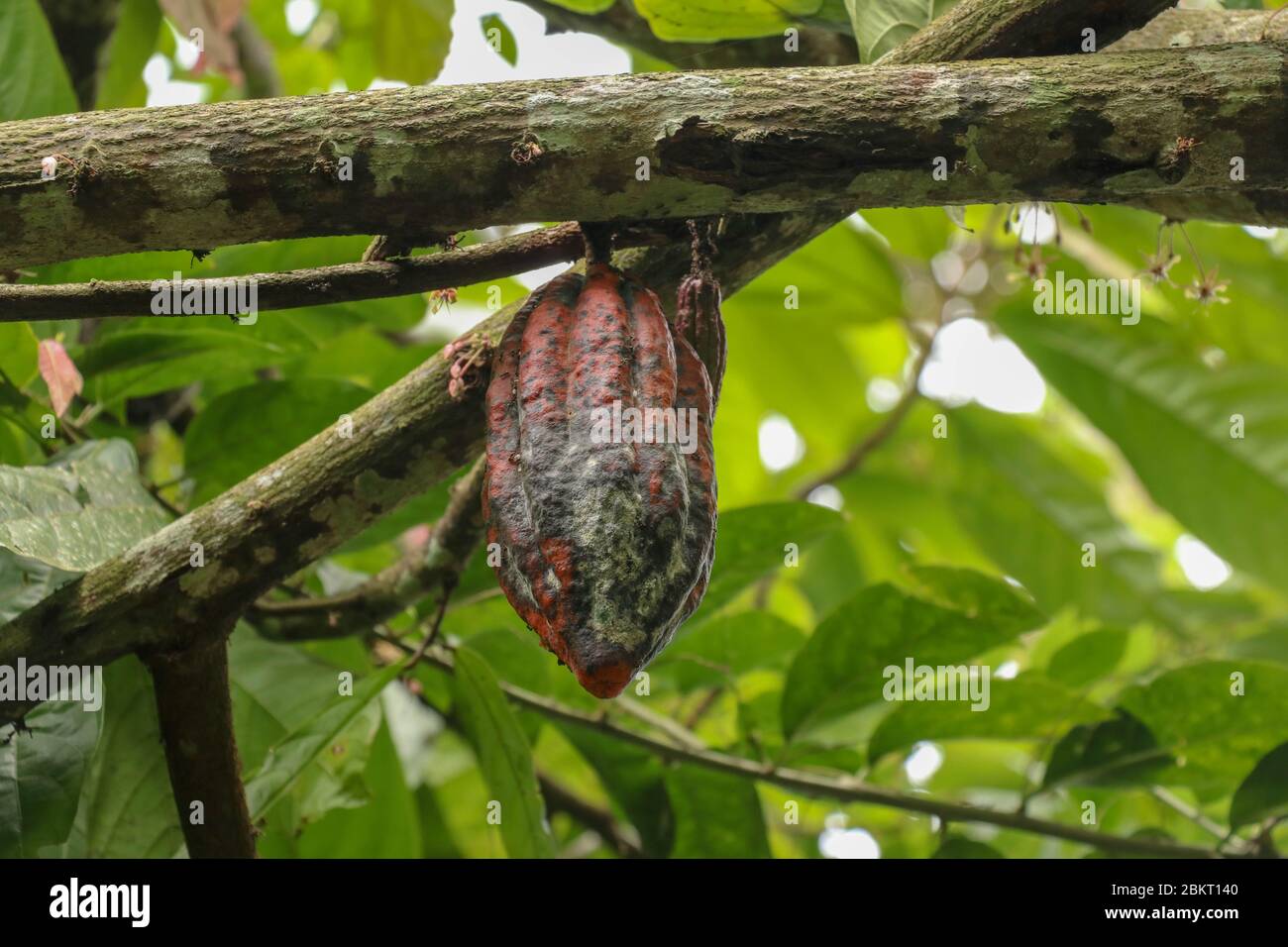 The cocoa tree with fruits. Brown Cocoa pods grow on the tree, Cacao ...