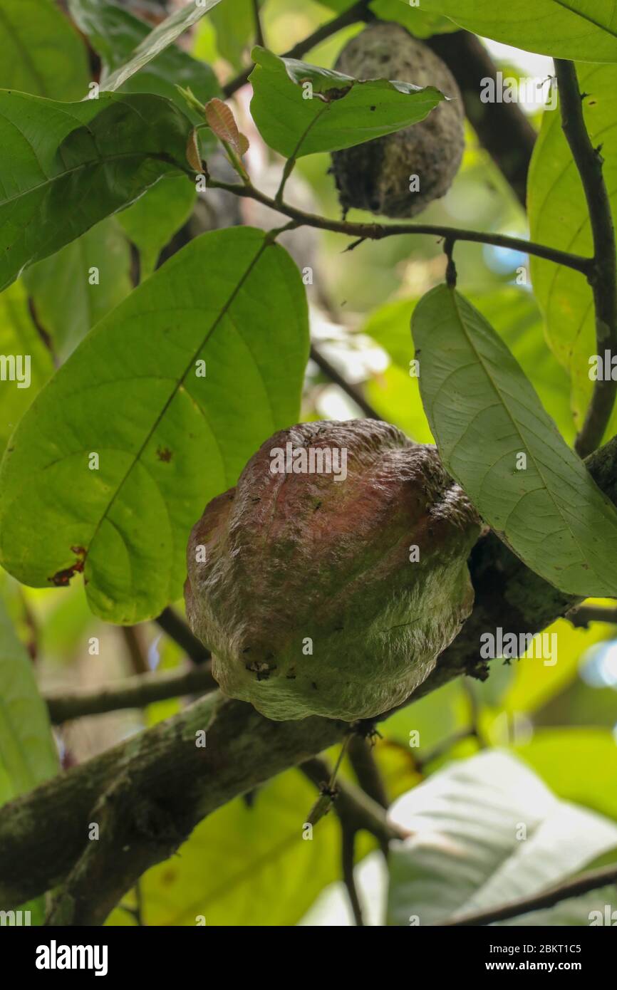 The cocoa tree with fruits. Green Cocoa pods grow on the tree, Cacao ...