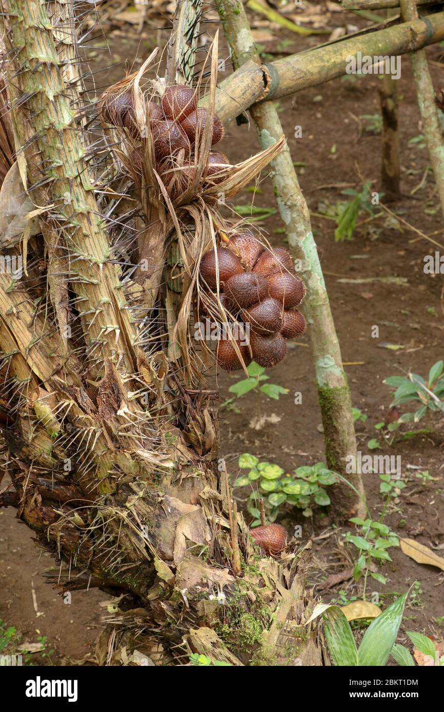 A bunch of tropical Salak fruits on a palm tree with sharp long spines ...