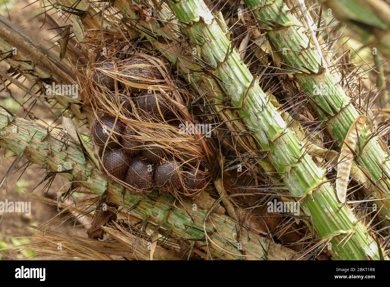 A bunch of tropical Salak fruits on a palm tree with sharp long spines ...