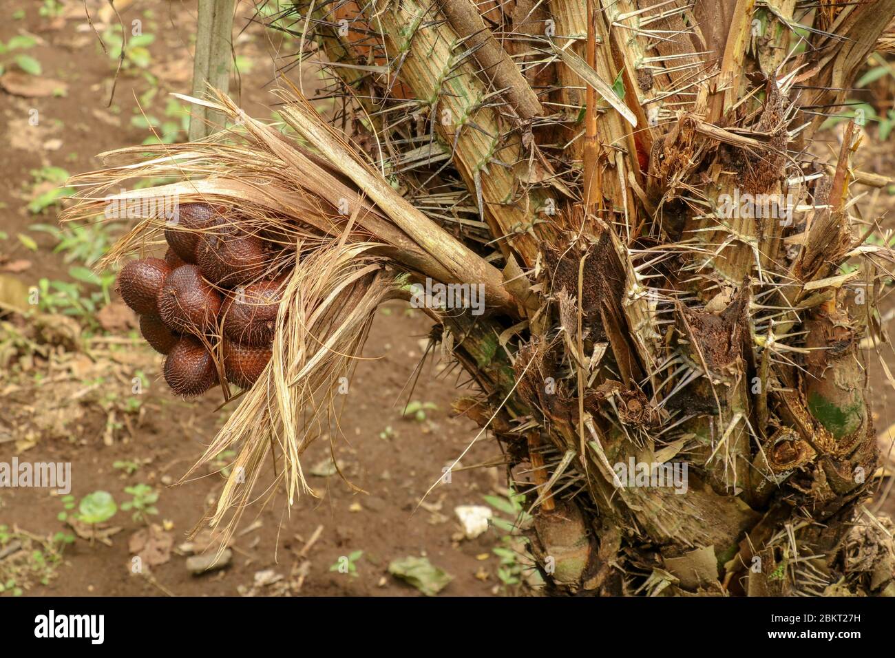A bunch of tropical Salak fruits on a palm tree with sharp long spines ...