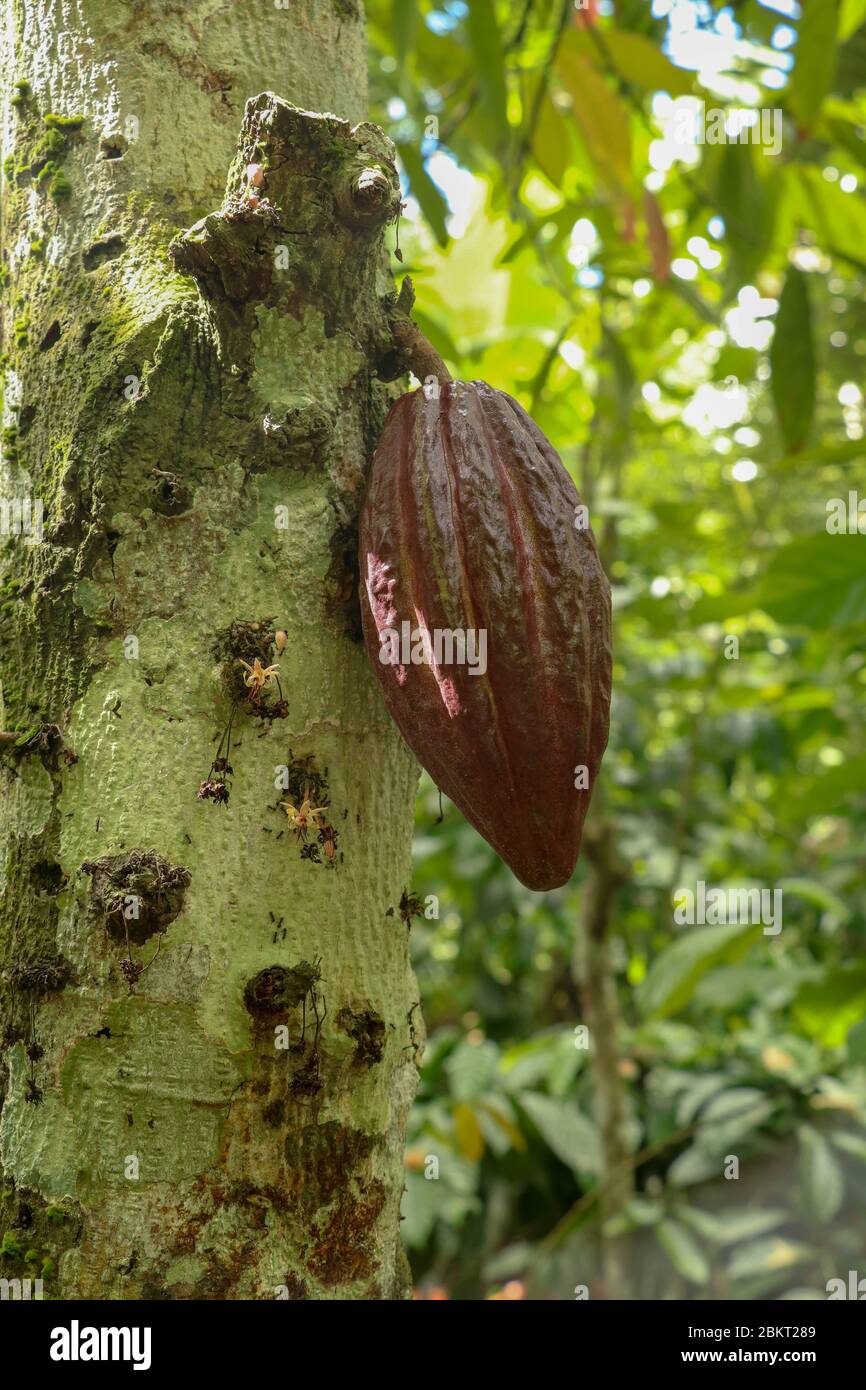 Ripe cacao fruit. Brown Cocoa pods grow on the tree. The cocoa tree ...