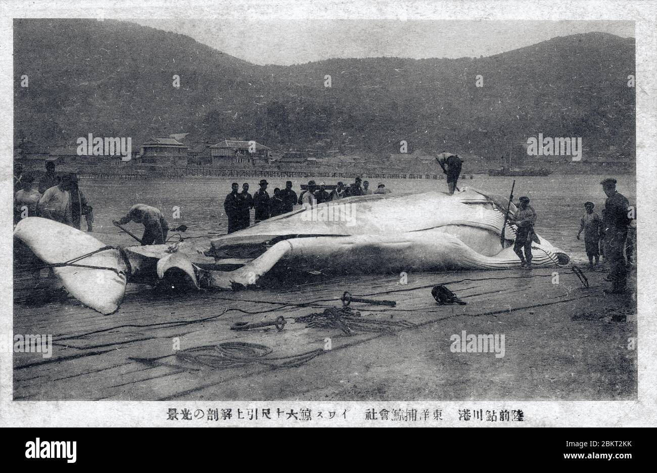 [ 1910s Japan - Flensing a Whale ] — Japanese workers flensing a whale ...