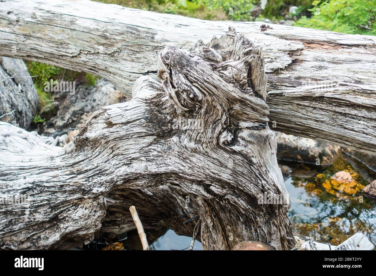 A weathered and sun bleached dead tree on the side of the path ...