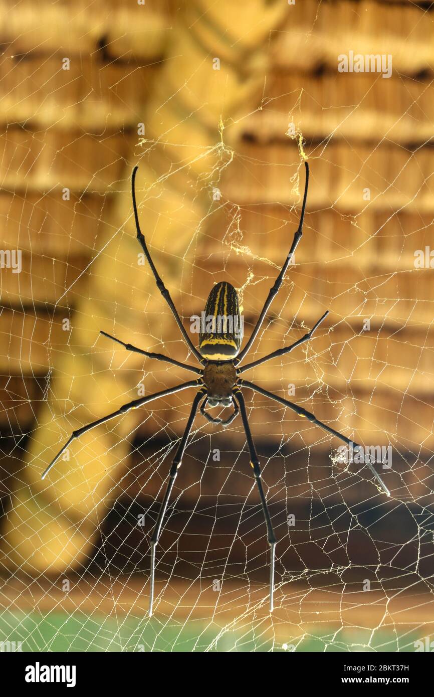 Banana Spider Web Gold