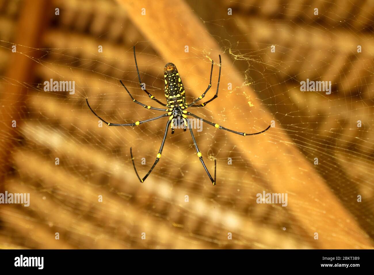 Bottom view of Nephila pilipes or golden orb-web spider. Giant Banana ...