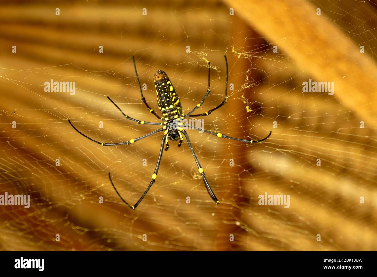 Bottom view of Nephila pilipes or golden orb-web spider. Giant Banana ...