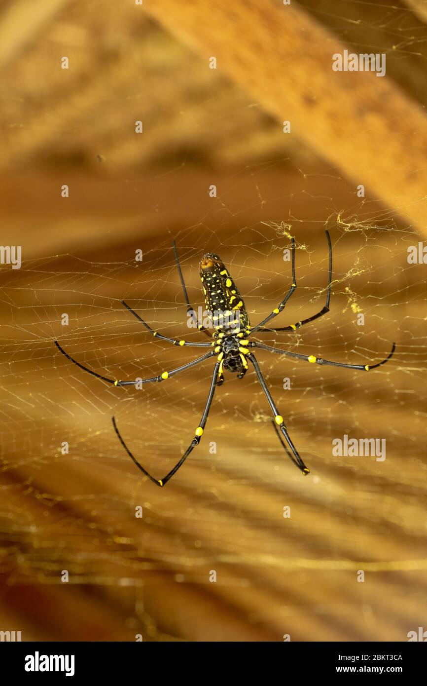 Bottom view of Nephila pilipes or golden orb-web spider. Giant Banana ...