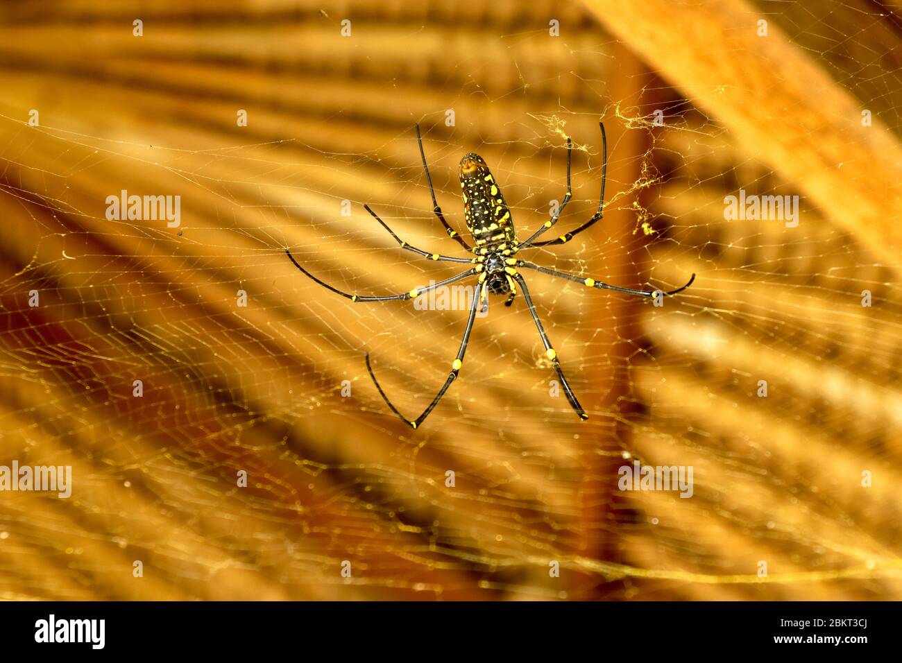 Bottom view of Nephila pilipes or golden orb-web spider. Giant Banana ...