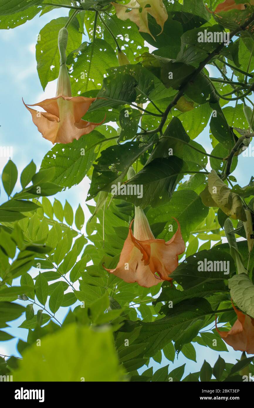 Orange Angels Trumpets Datura, Solanaceae, Brugmansia, the large ...