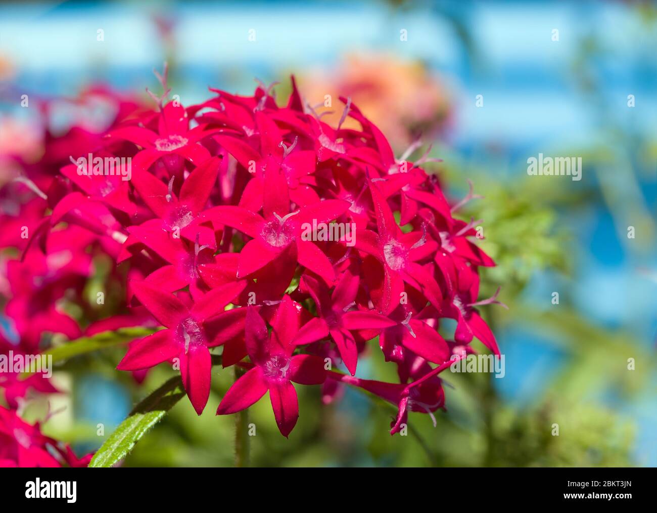 Star shaped, bright pink Pentas flowers in summer sun Stock Photo - Alamy