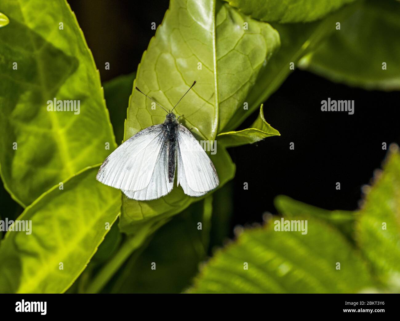 Small White Butterfly or Pieris rapae, early in May,resting on a Laurel ...