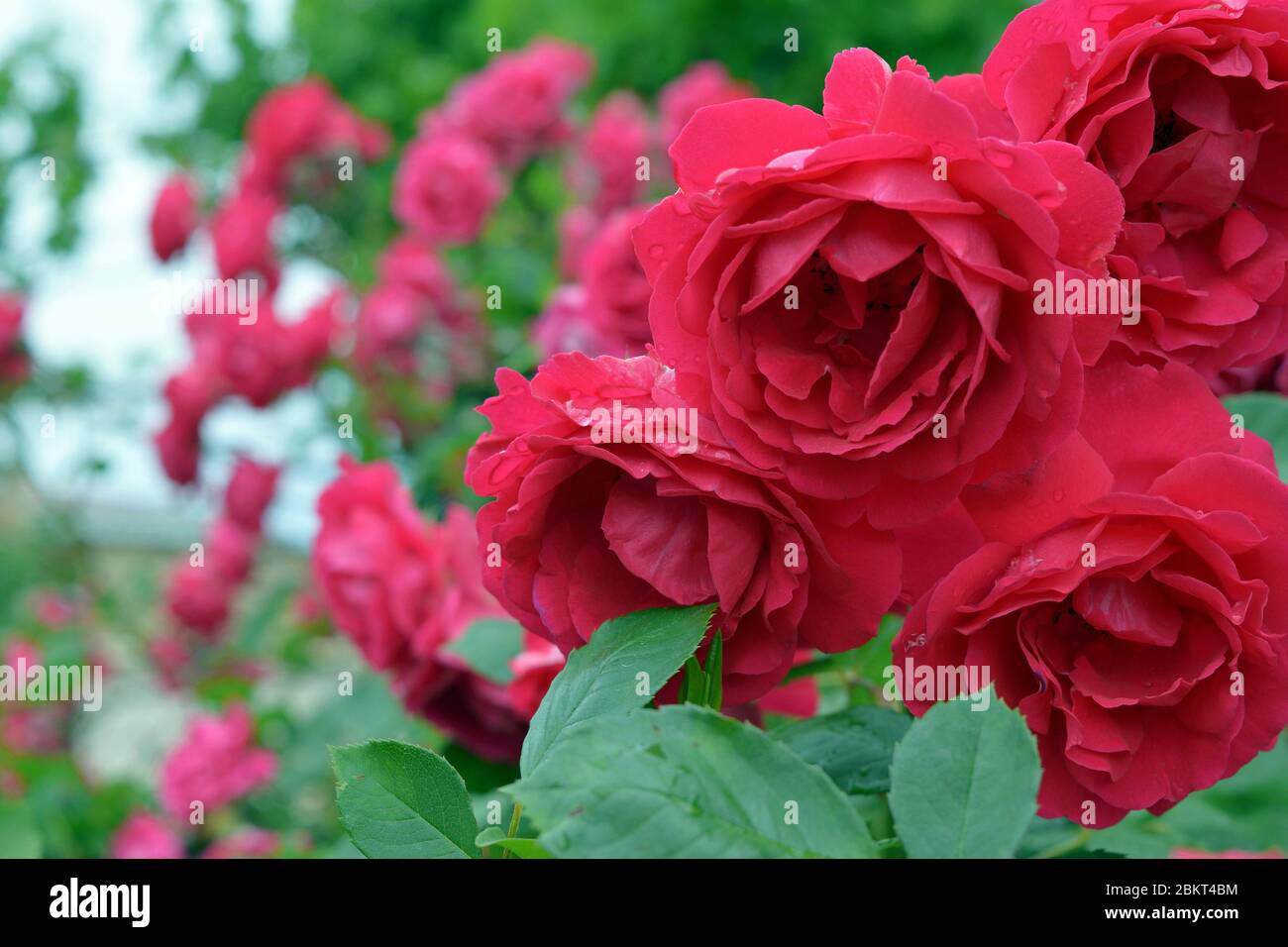 Rose blooming season hi-res stock photography and images - Alamy