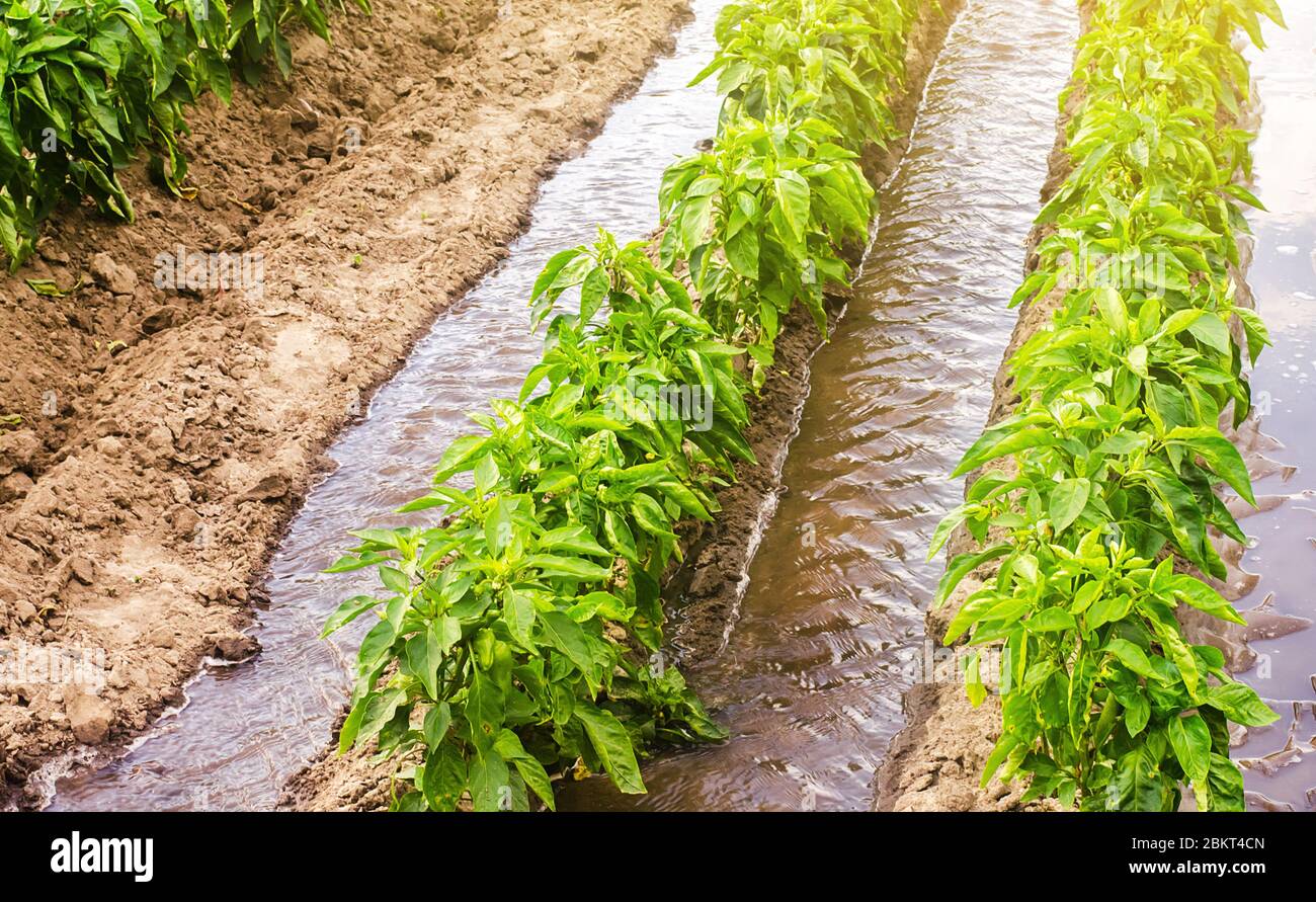 Row watering of pepper plantations. Heavy copious irrigation. Growing ...