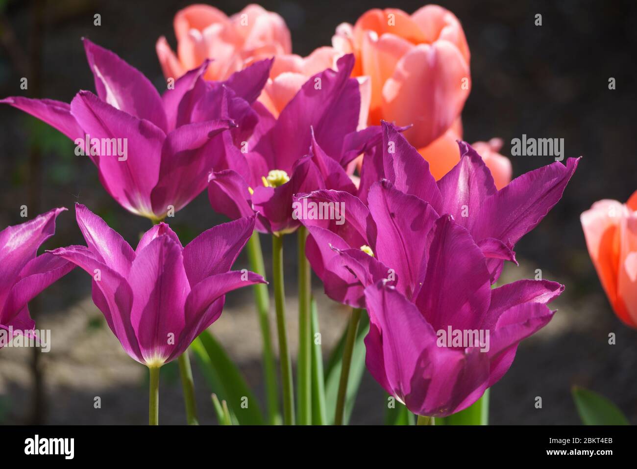 many tulips in the garden Stock Photo - Alamy