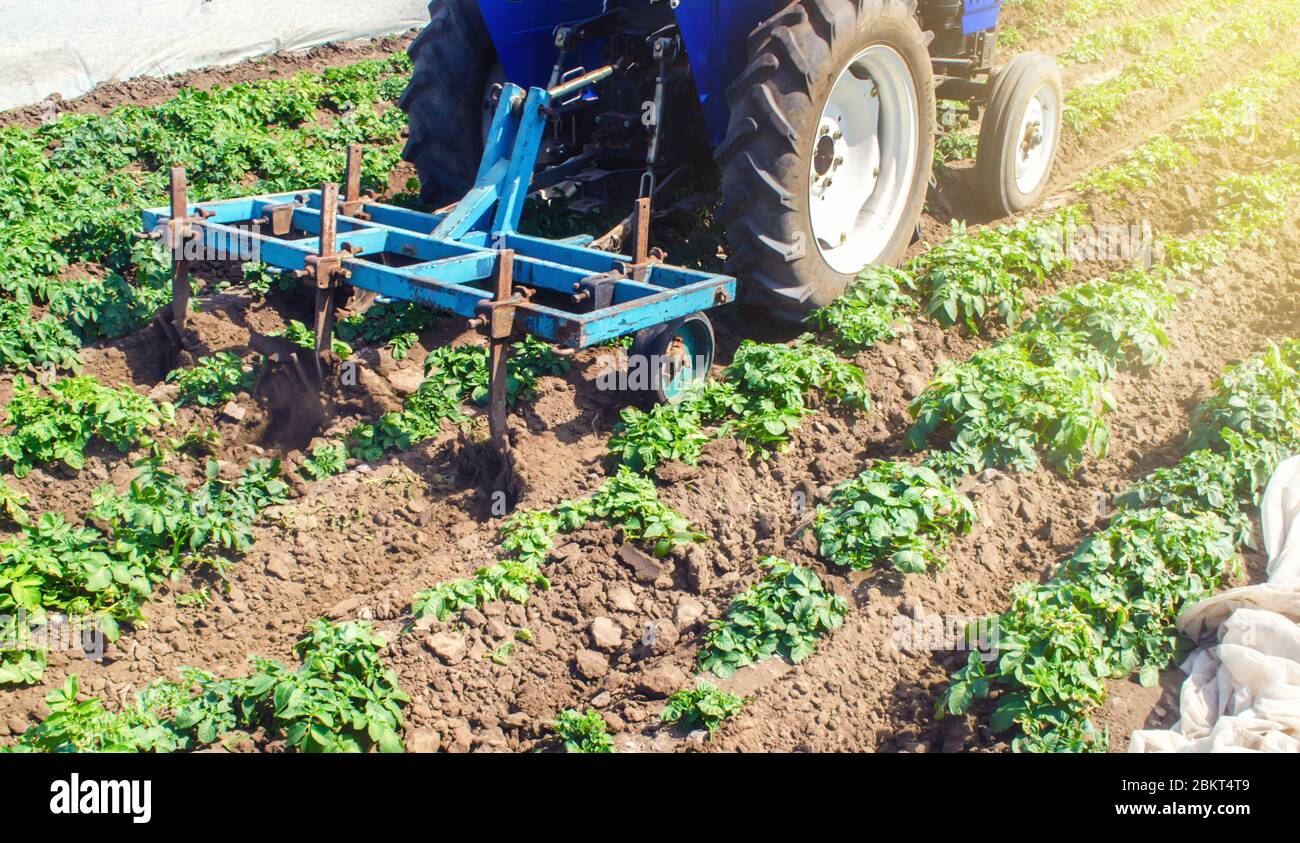 Tractor plows loosens the land of a plantation of a young Riviera ...