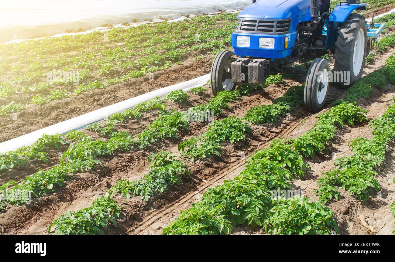 Blue tractor on a field of plantation of potato cultivars of variety ...