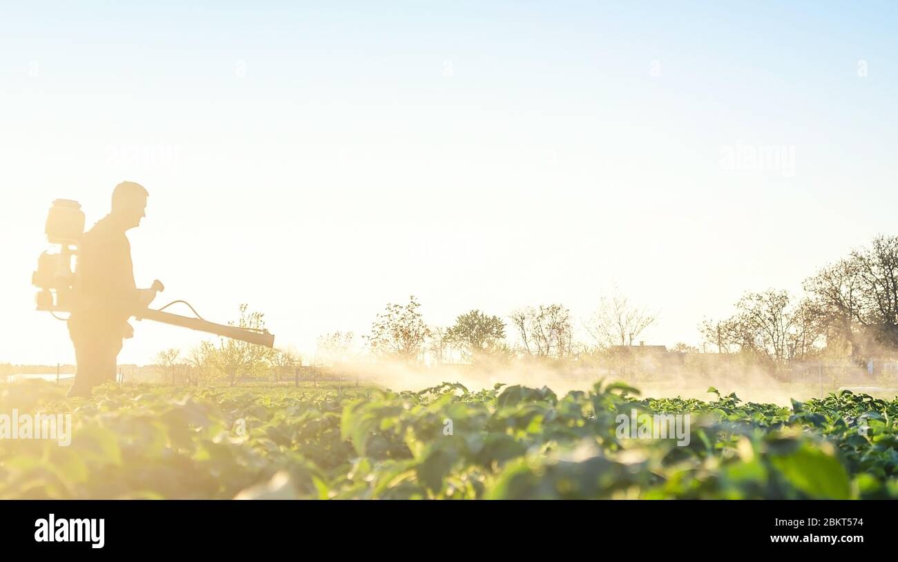 Farmer spraying plants with pesticides in the early morning. Protecting ...