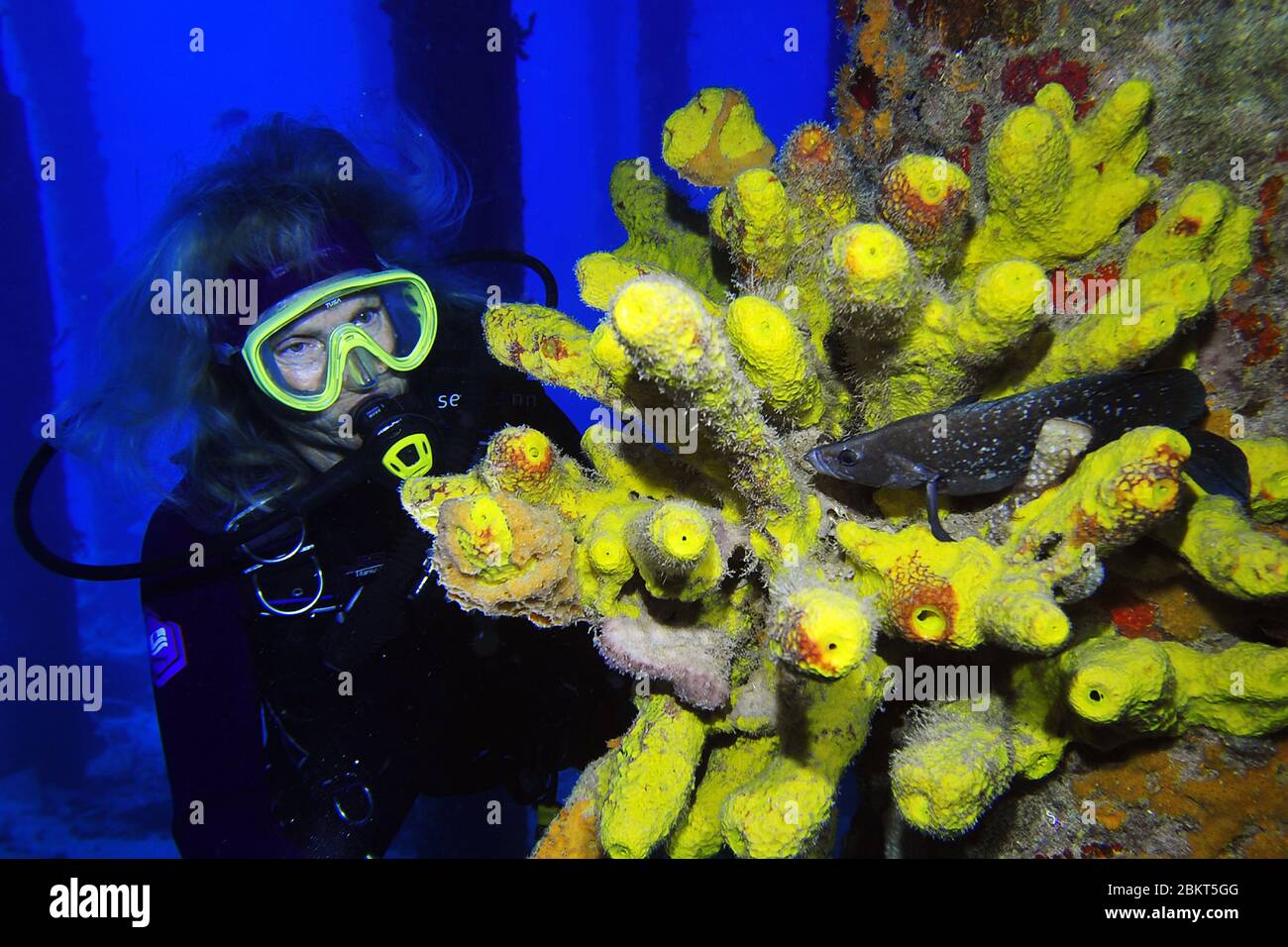 Scuba diving regulator hi-res stock photography and images - Alamy