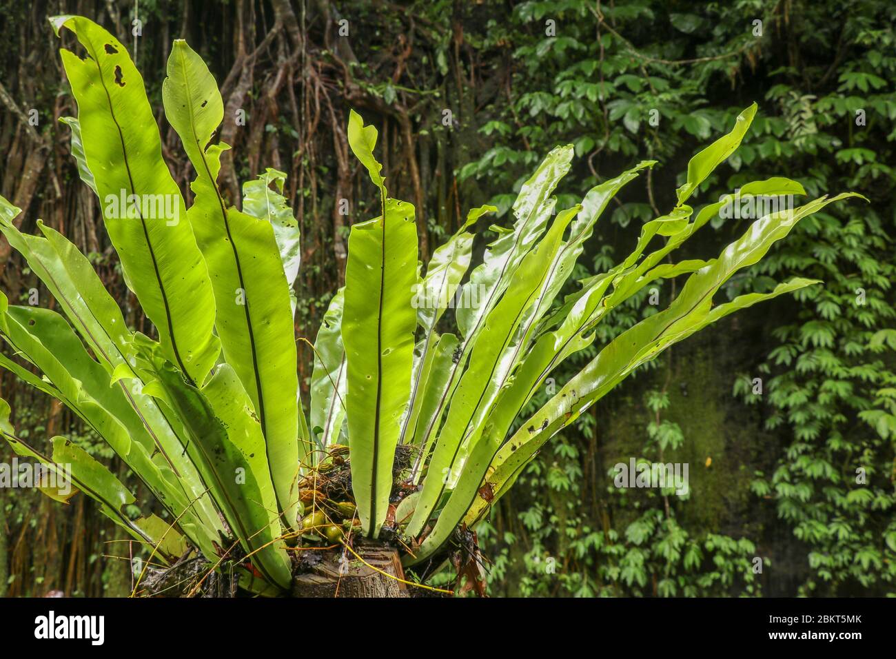 Asplenium nidus Epiphyte leaves close up. Soft focus green leaves of ...