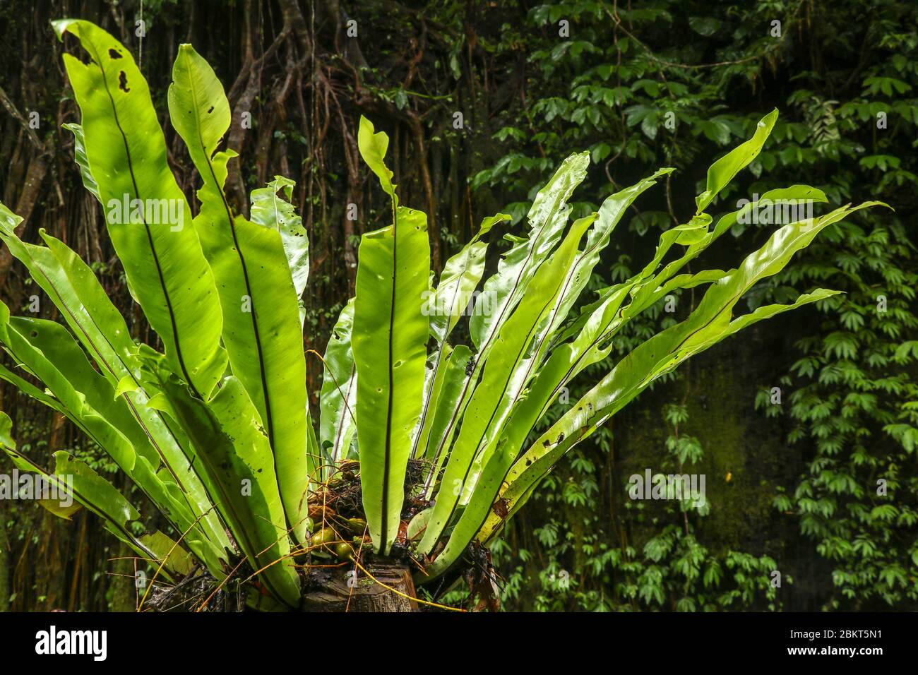 Asplenium nidus Epiphyte leaves close up. Soft focus green leaves of ...