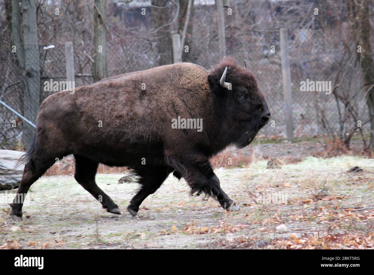 American Great Plains Animals
