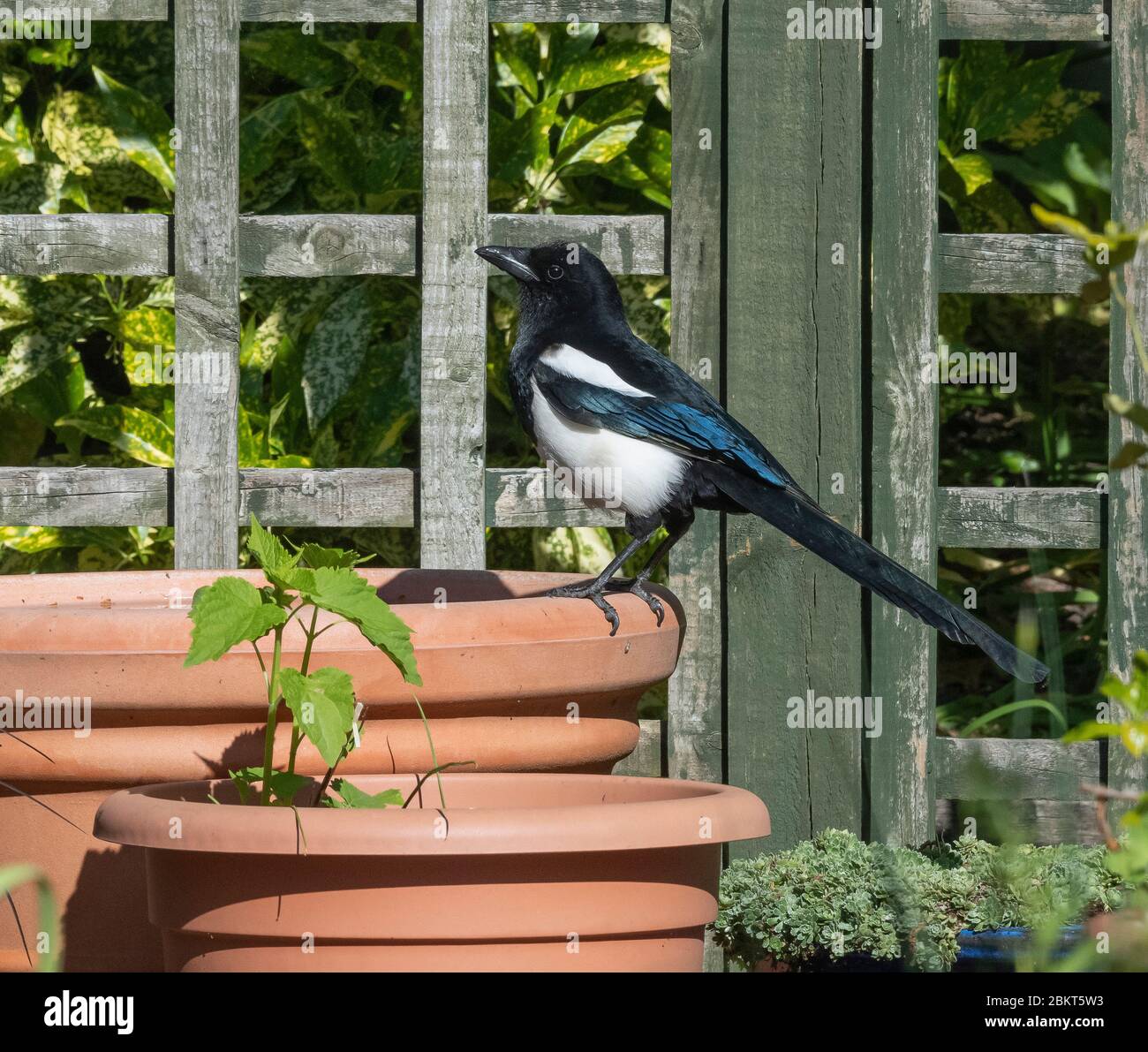 Magpie perched on garden planter against the grid of a wood trellis ...