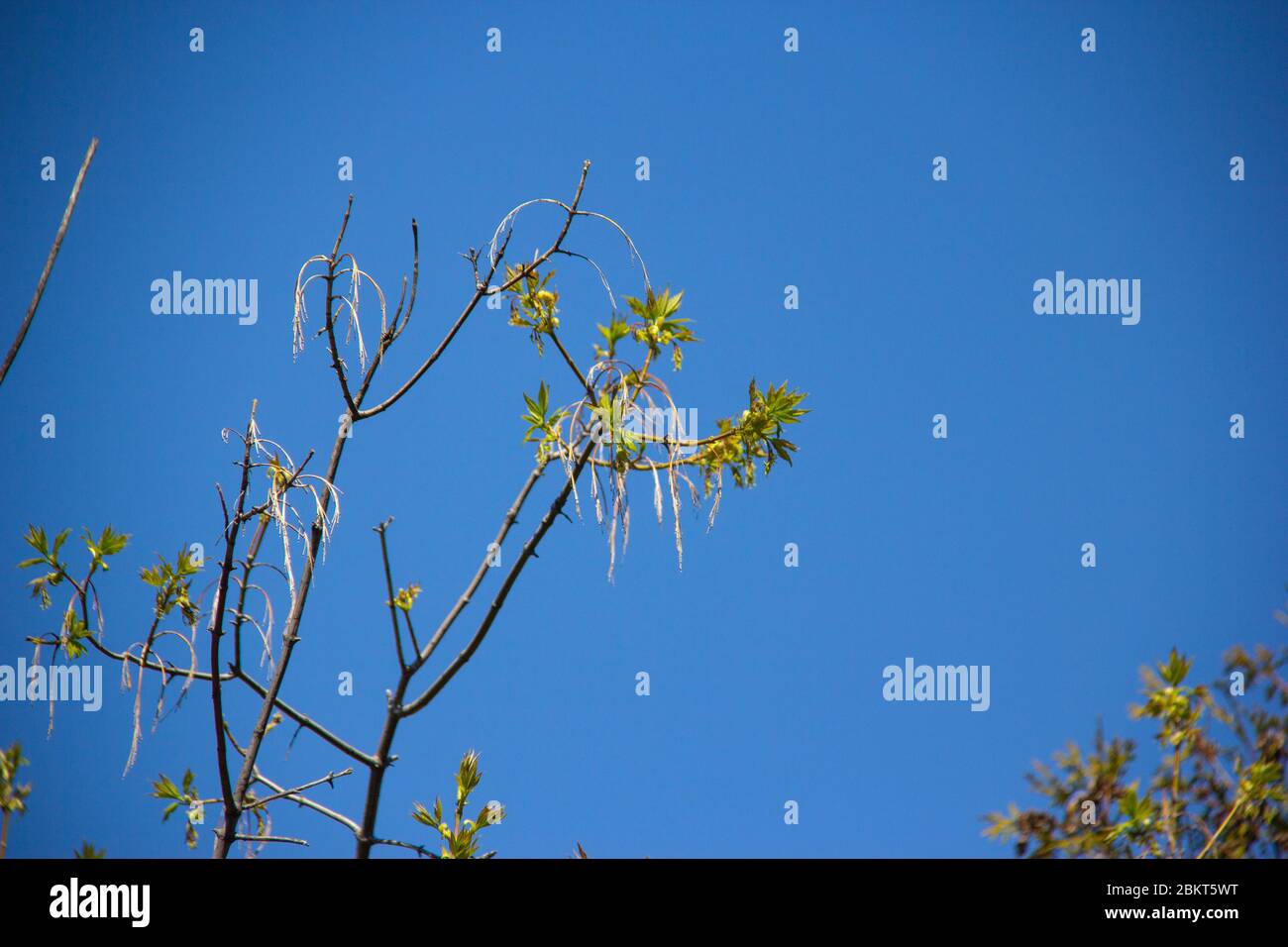 Maple tree buds Stock Photo - Alamy