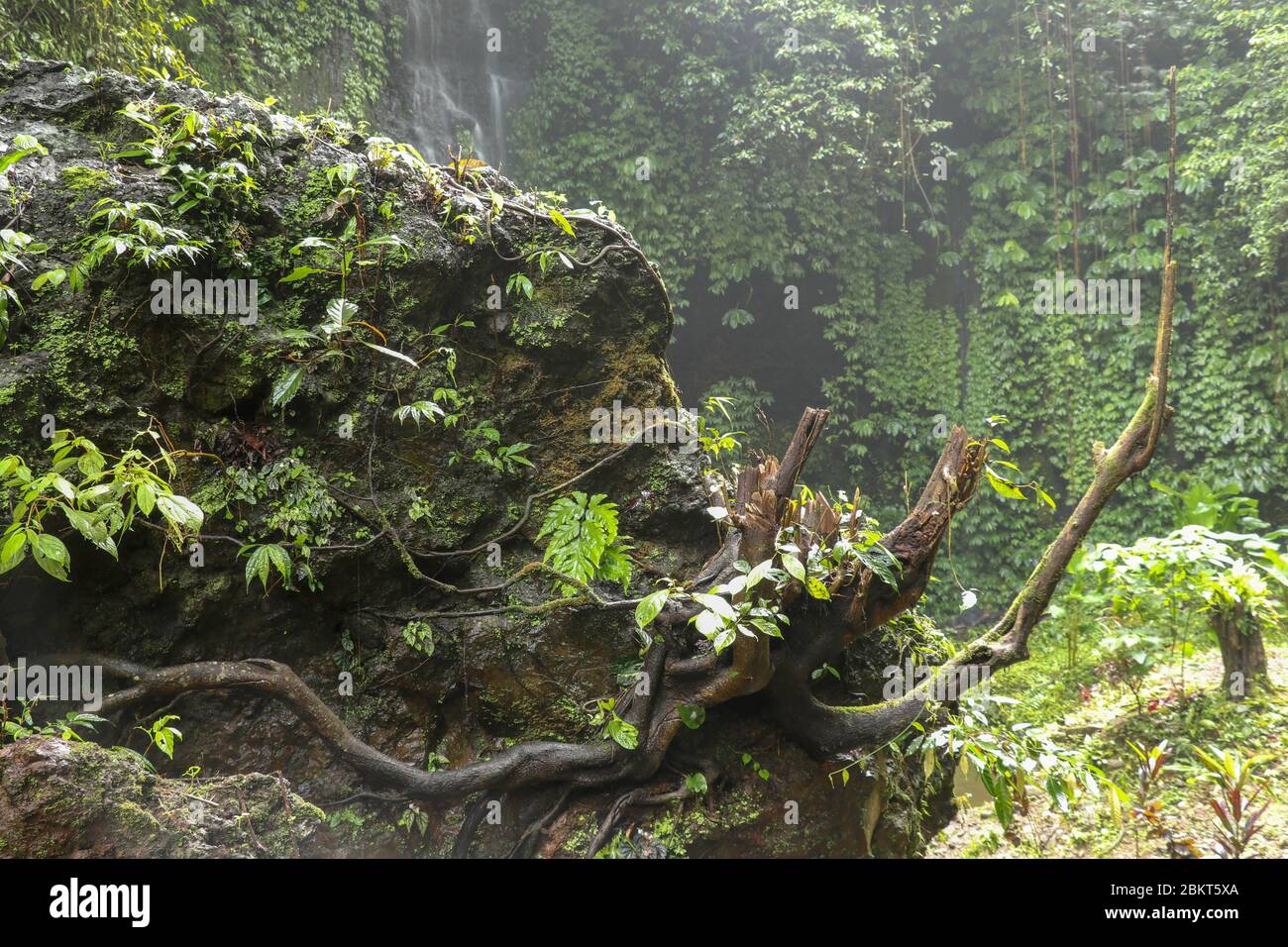Huge boulder covered with moss and tropical plants. Strong roots of the ...