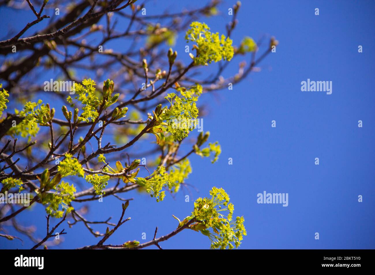 Maple tree buds Stock Photo - Alamy
