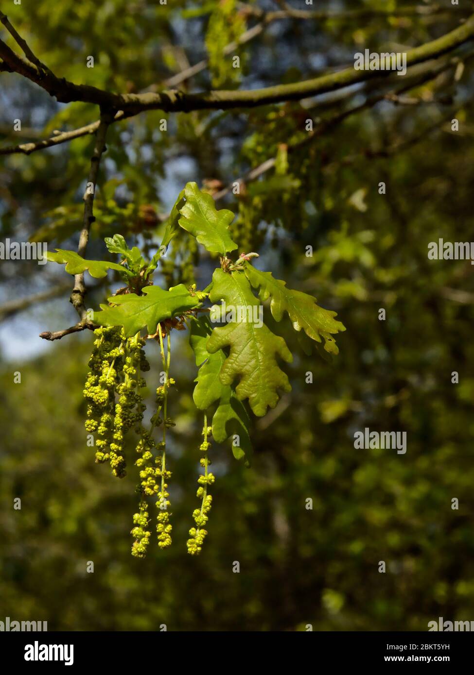 Leafs and flowes of an oak tree. green male ccatkins and tiny female ...