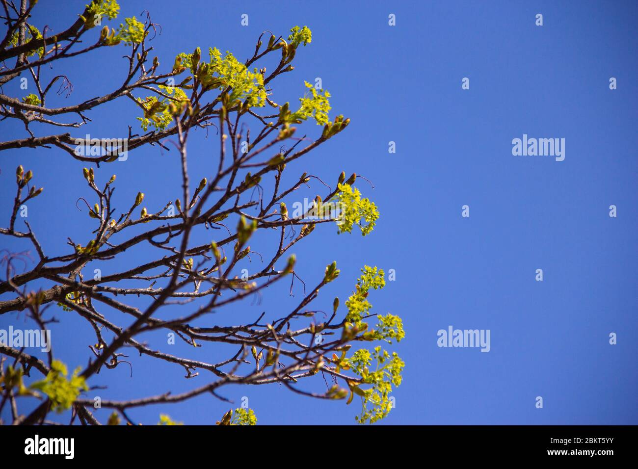 Maple tree buds Stock Photo - Alamy