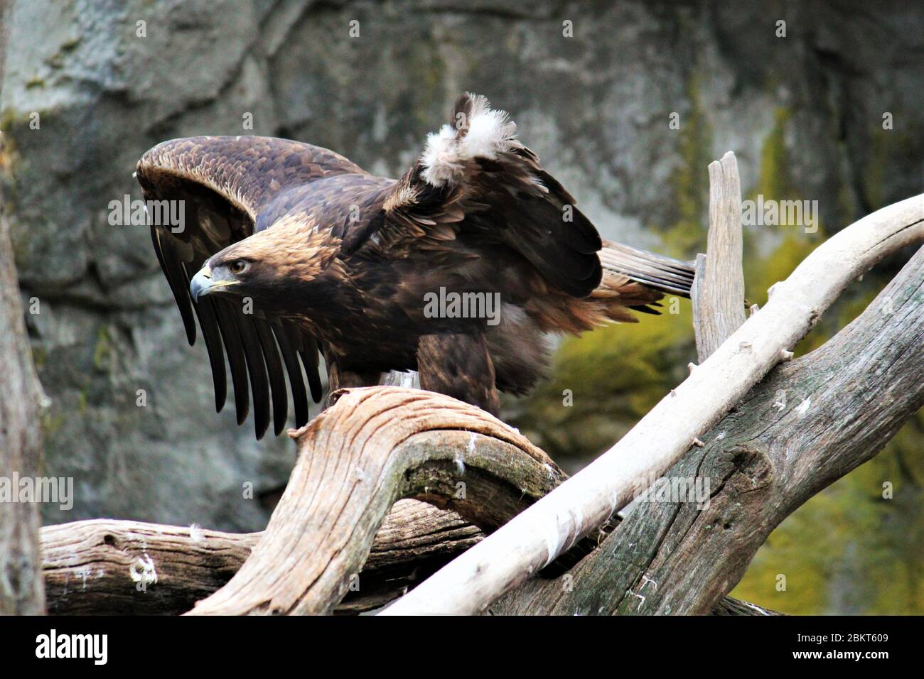 Golden eagle looking around. A majestic golden eagle taking off from branches Stock Photo - Alamy