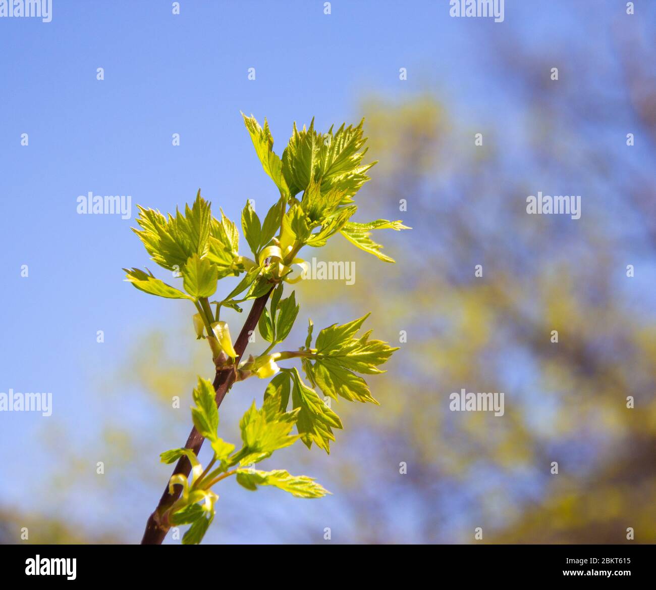 Tree twigs detail hi-res stock photography and images - Alamy