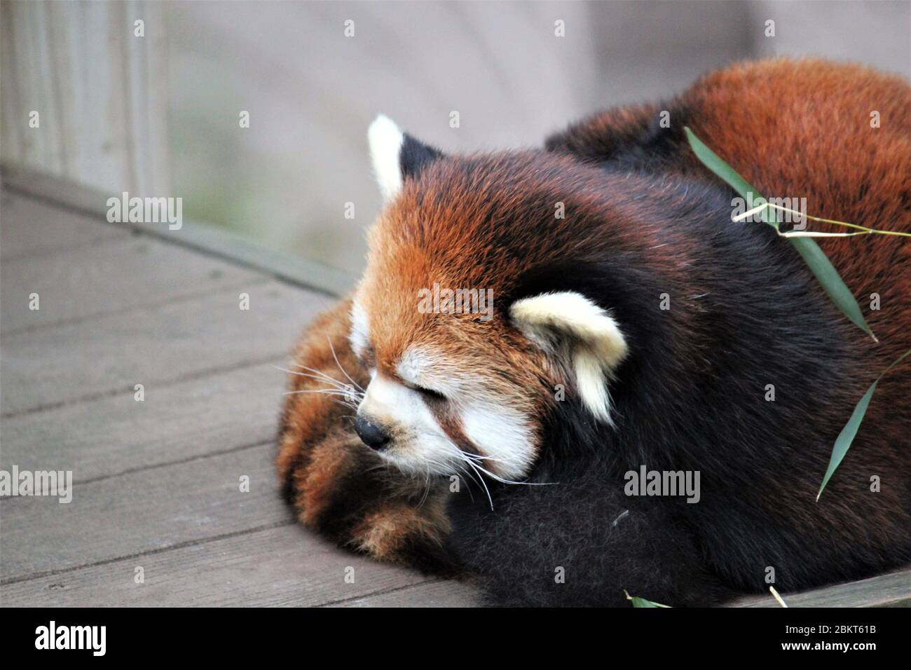 red panda from the Himalayas and south china - red panda is an ...