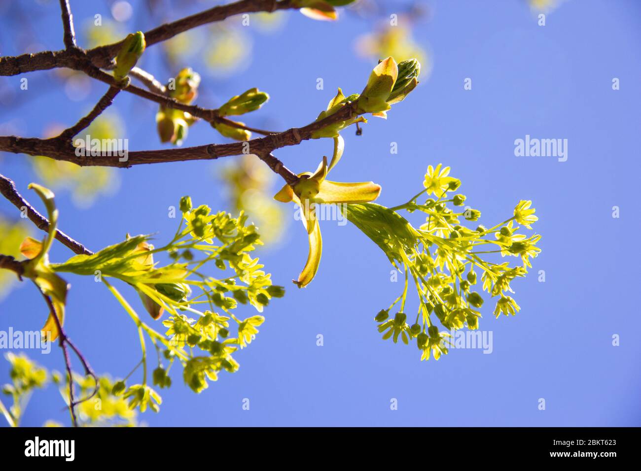 Maple tree buds Stock Photo - Alamy