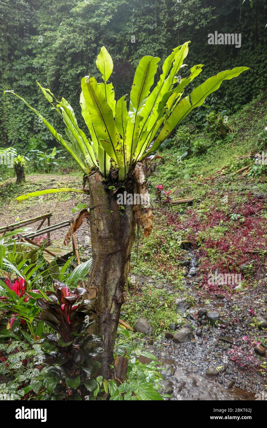 Asplenium Nidus Epiphyte tropical fern on tree trunk, Bali, Indonesia ...