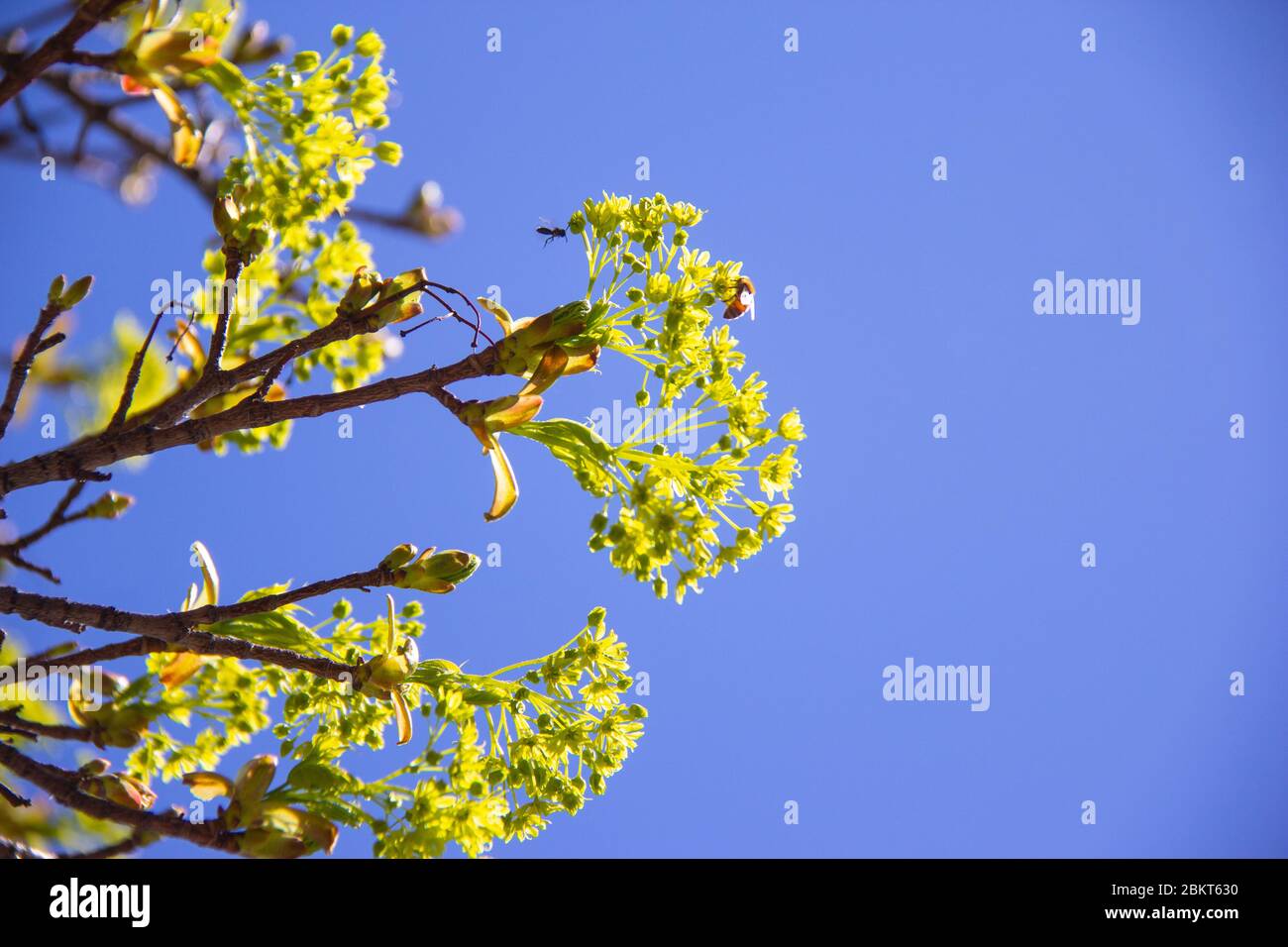 Maple tree leaves with sun in spring hi-res stock photography and ...