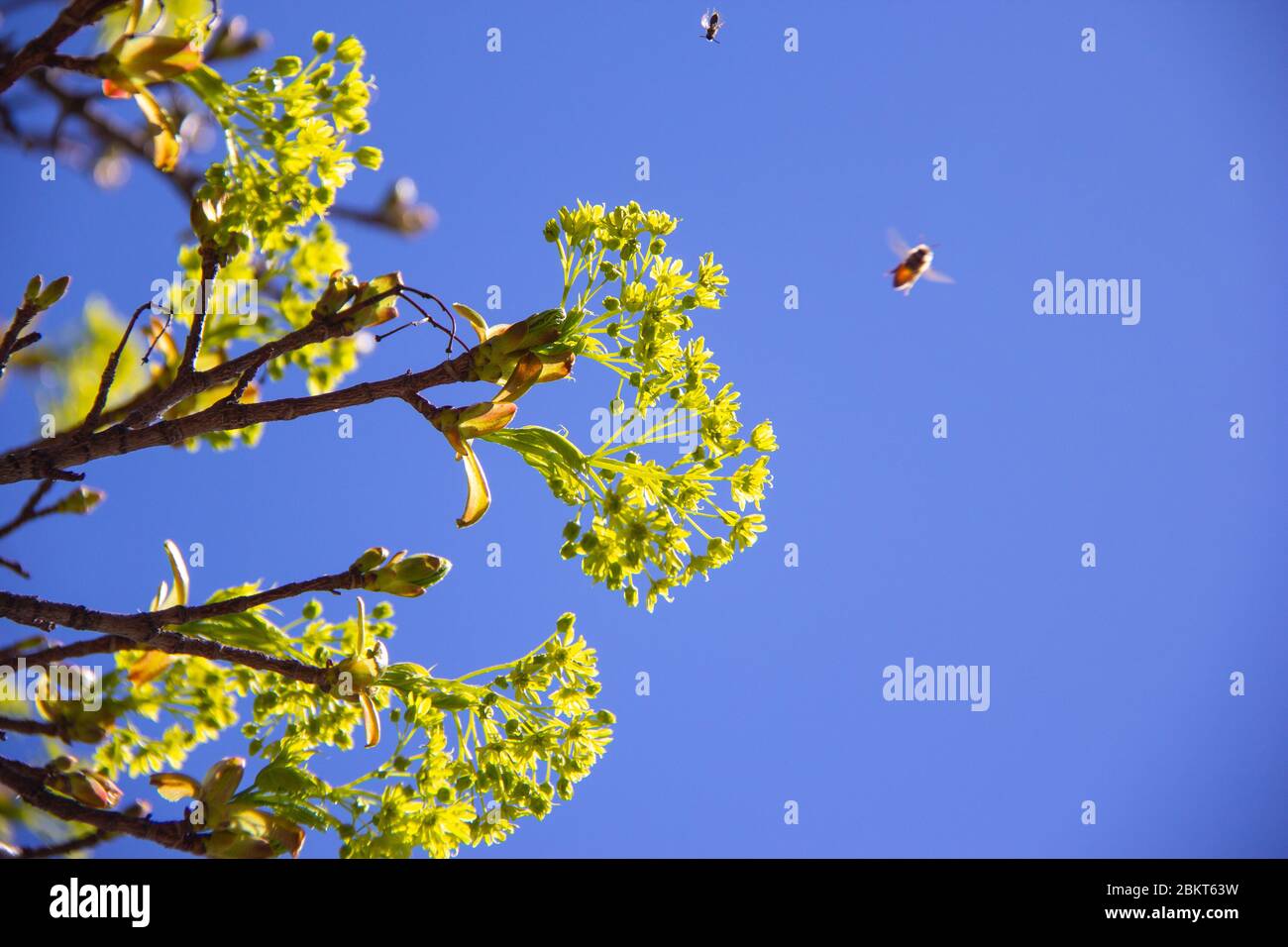 Bees and a maple tree in spring Stock Photo - Alamy