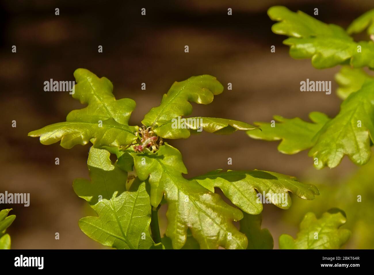Oak tree female flower hi-res stock photography and images - Alamy