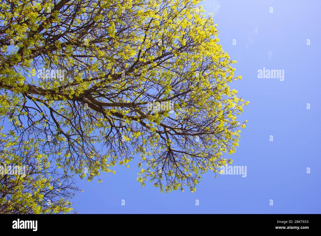 Maple tree in spring Stock Photo - Alamy