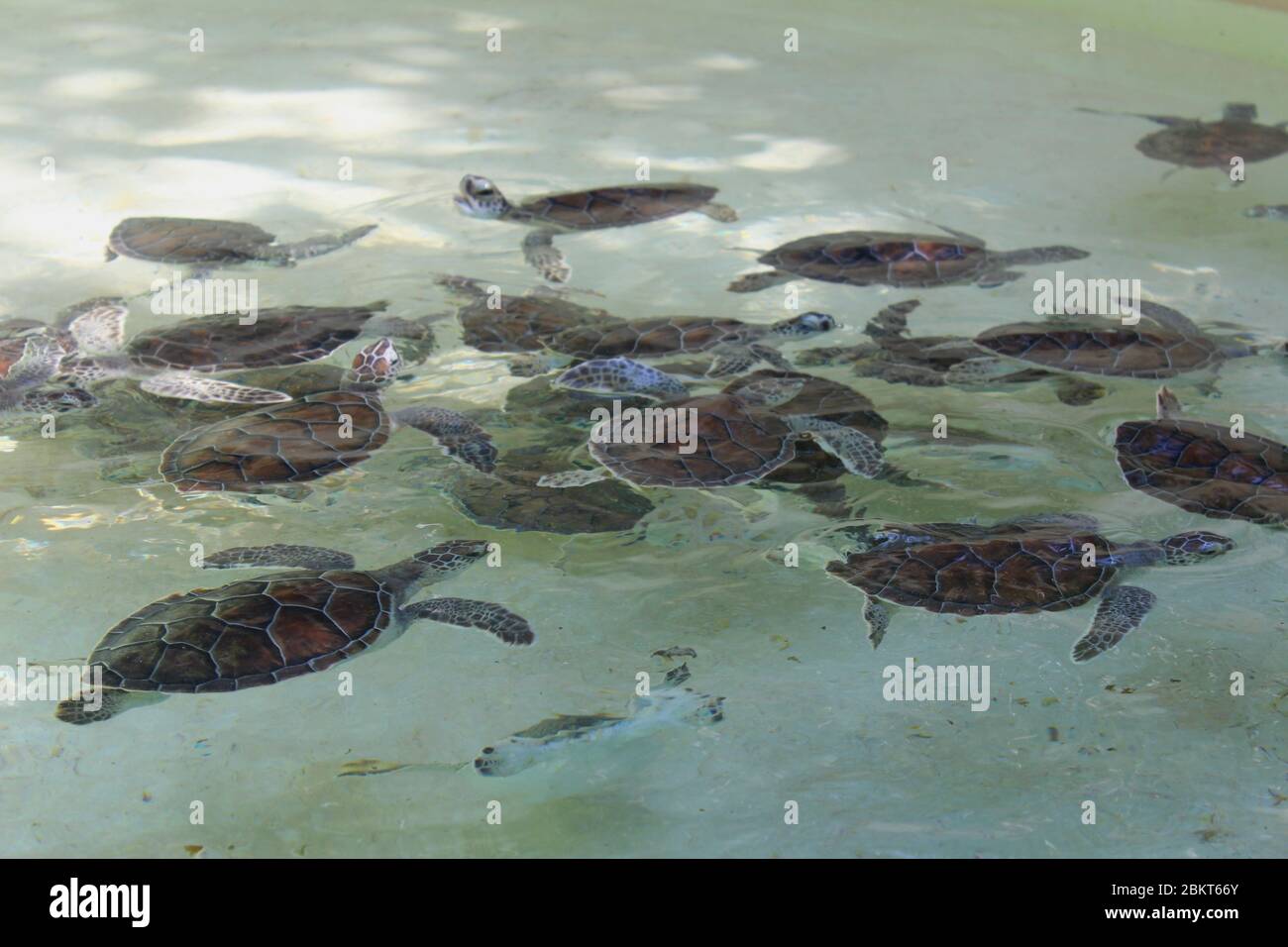 Turtles at water in cancun-mexico Stock Photo - Alamy