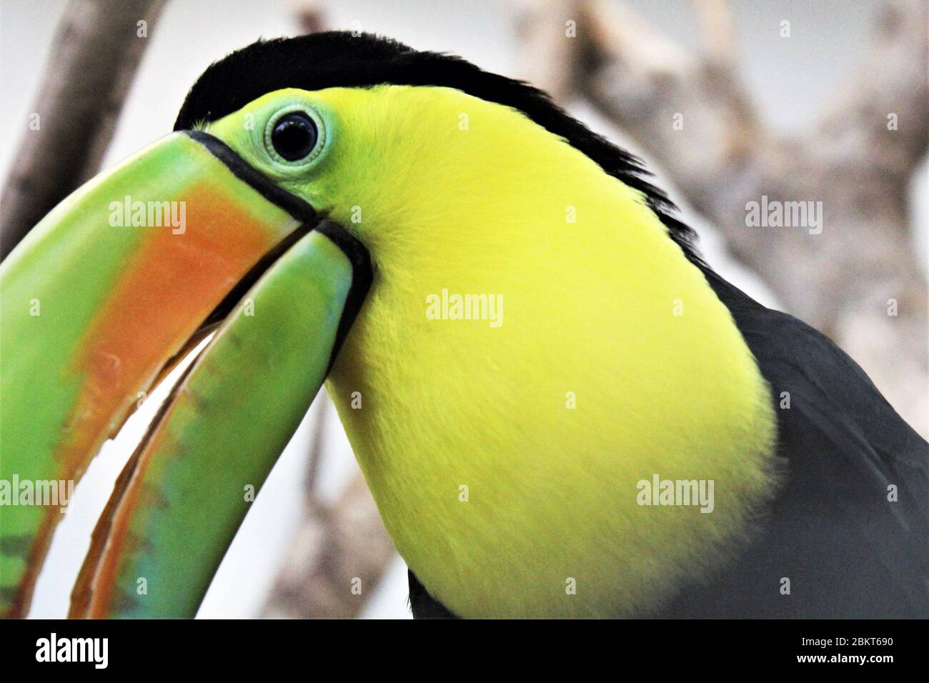 Keel billed Toucan, a bird of the rain forest of Central America Stock ...