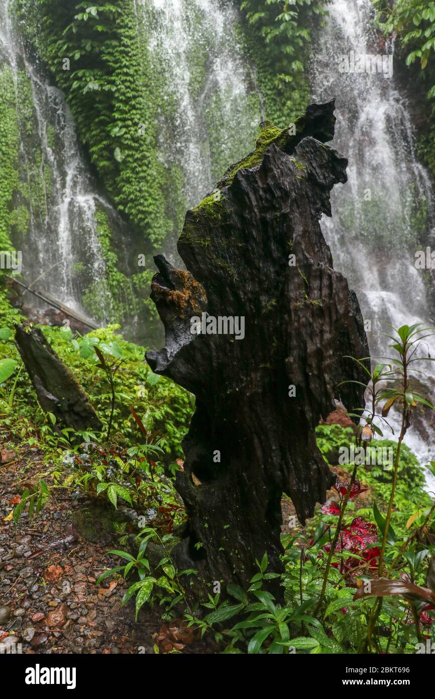 Old stump at Amertha Hidden Spray Waterfall. Water splash from ...
