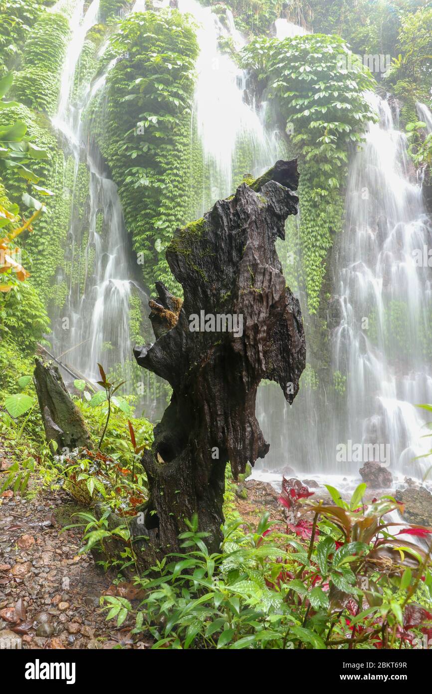 Old stump at Amertha Hidden Spray Waterfall. Water splash from ...