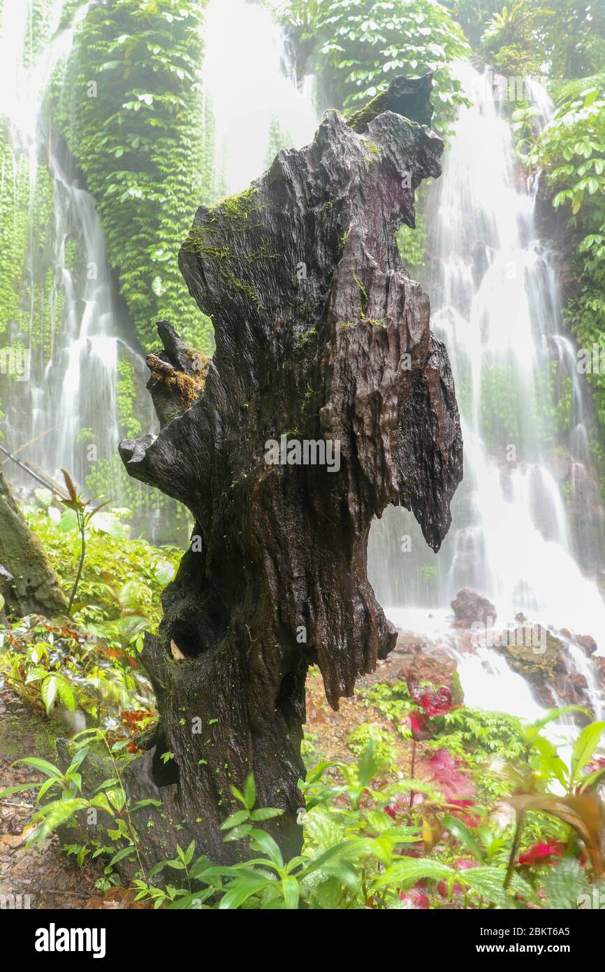 Old stump at Amertha Hidden Spray Waterfall. Water splash from ...