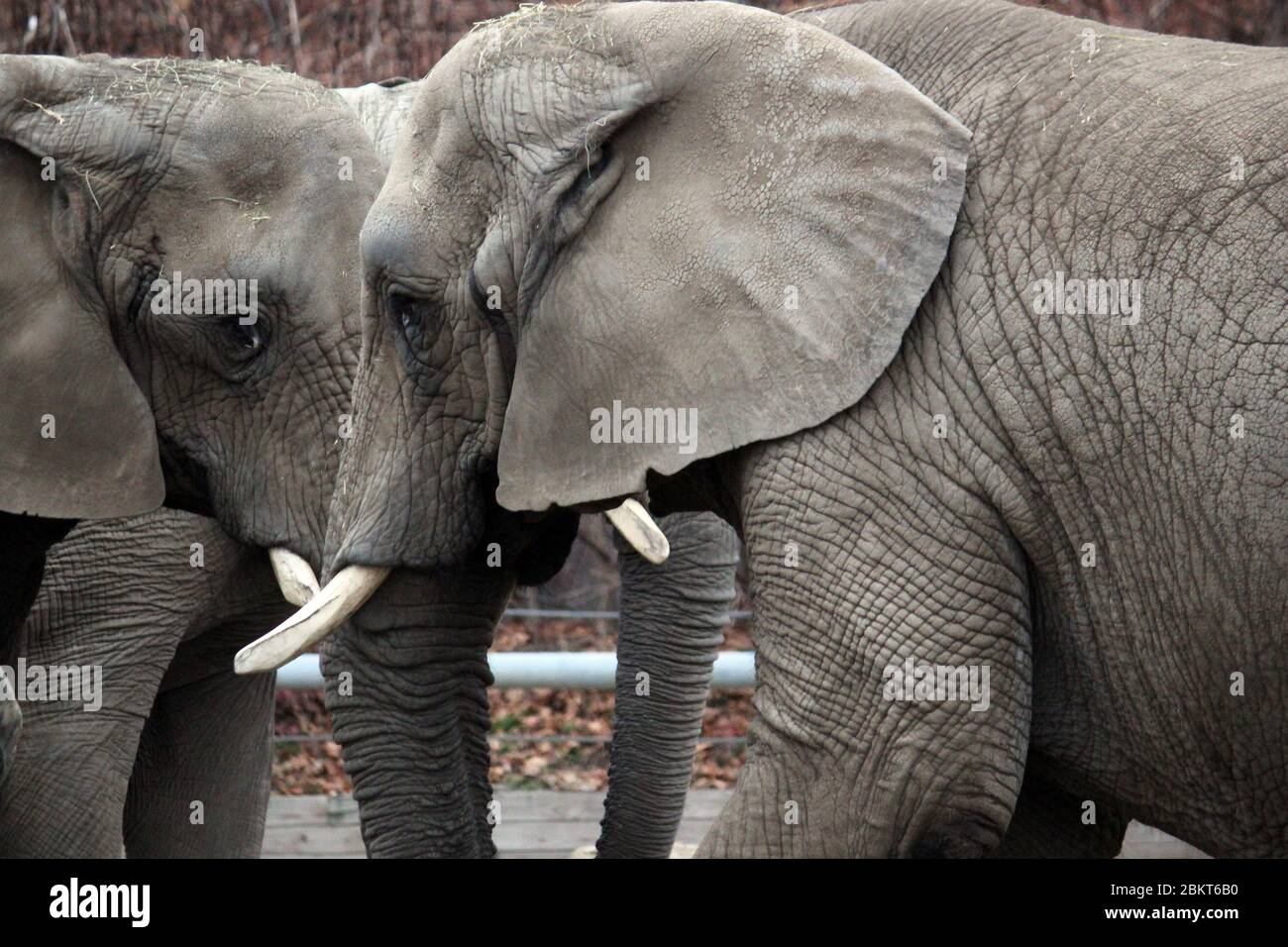 elephant head closeup eye and ears pair of elephants head face stock ...